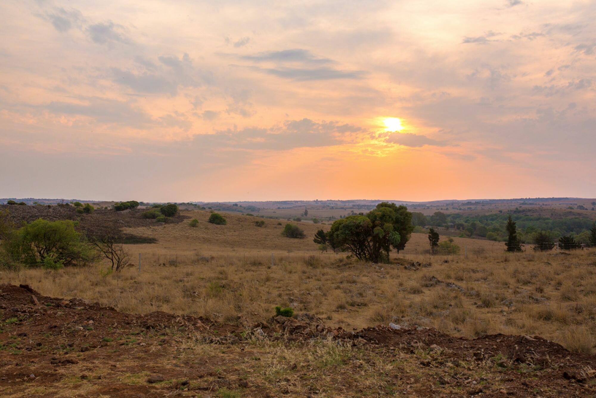 Kromdraai, prémices du genre humain | Archéologie | culture.fr